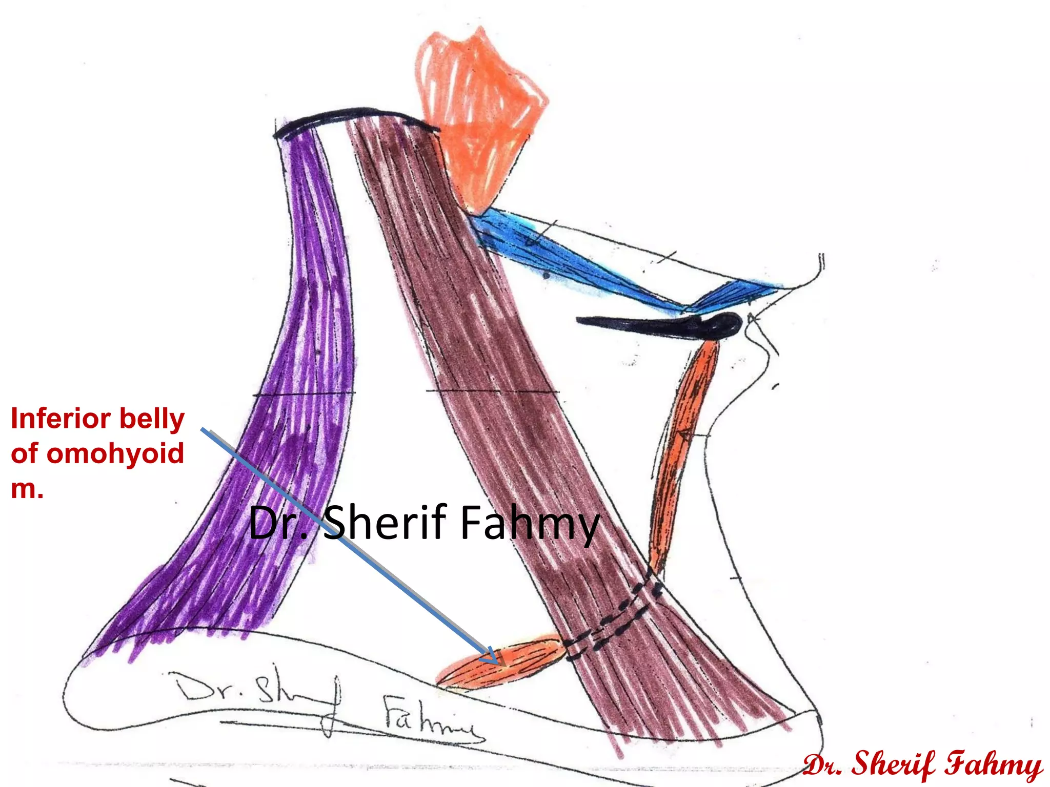 Cervical Fascia & Posterior Triangle (Anatomy of the Neck) | PPS