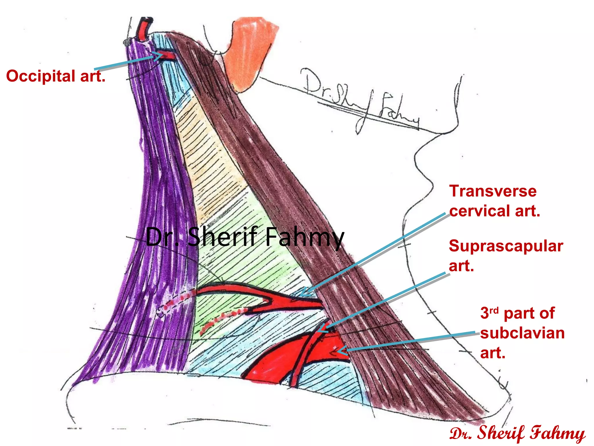 Cervical Fascia & Posterior Triangle (Anatomy of the Neck) | PPS