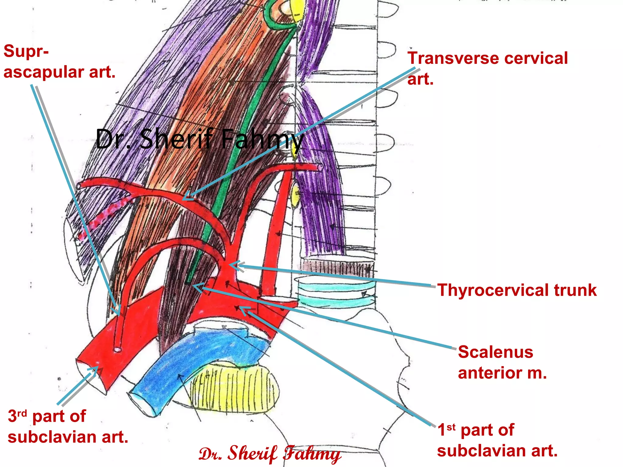 Cervical Fascia & Posterior Triangle (Anatomy of the Neck) | PPS