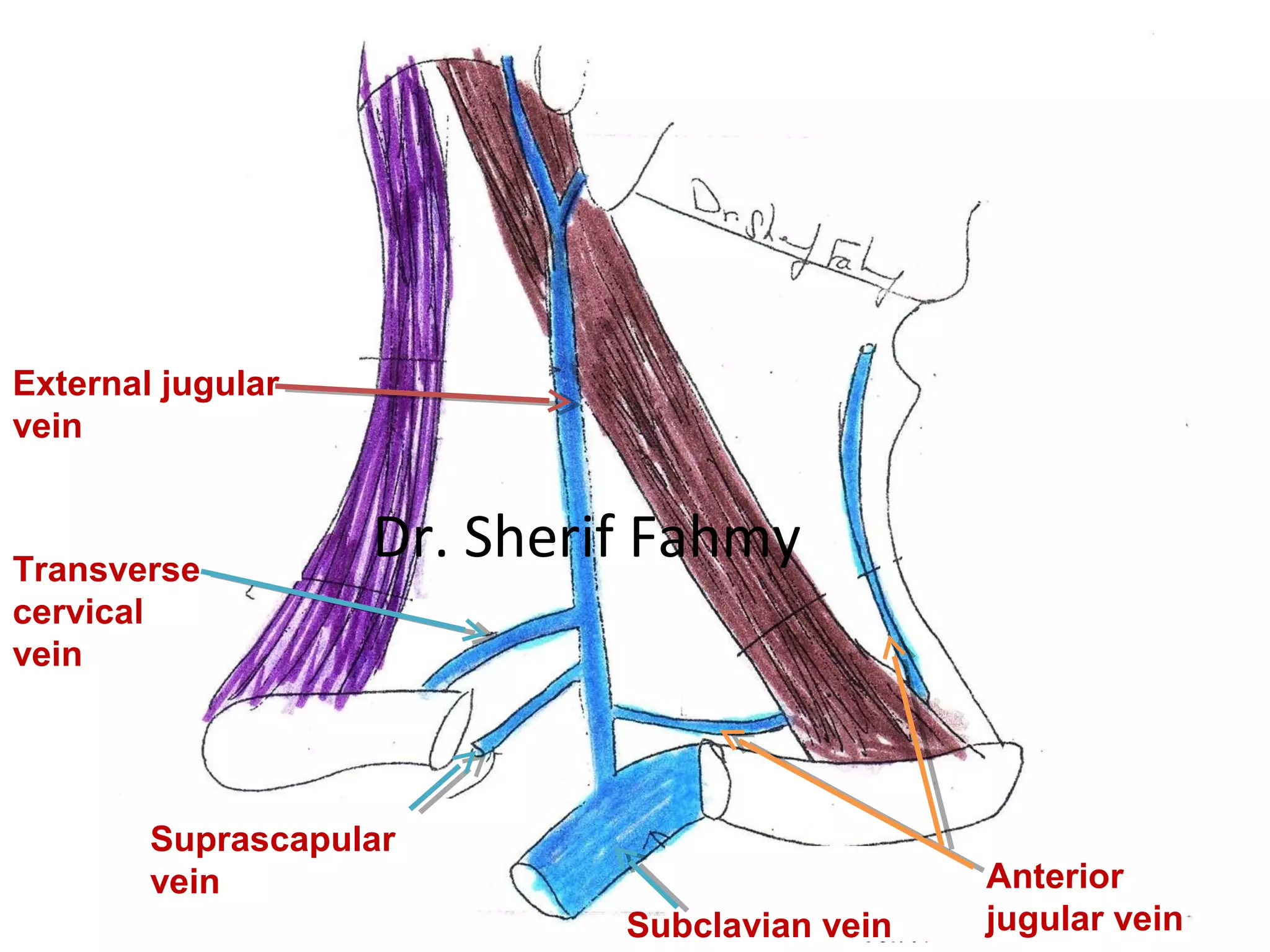 Cervical Fascia & Posterior Triangle (Anatomy of the Neck) | PPS