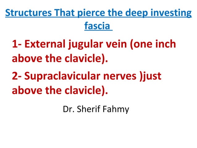 Cervical Fascia & Posterior Triangle (Anatomy of the Neck) | PPS