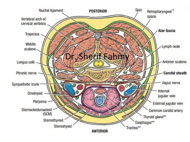 Cervical Fascia & Posterior Triangle (Anatomy of the Neck) | PPS