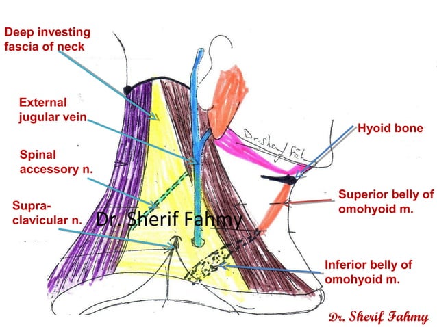 Cervical Fascia & Posterior Triangle (Anatomy of the Neck) | PPS