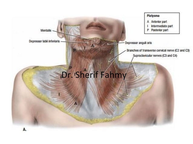 Cervical Fascia & Posterior Triangle (Anatomy of the Neck) | PPS