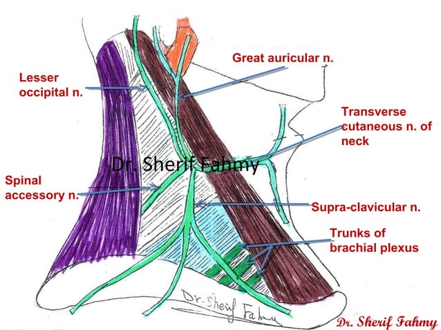 Cervical Fascia & Posterior Triangle (Anatomy of the Neck) | PPS