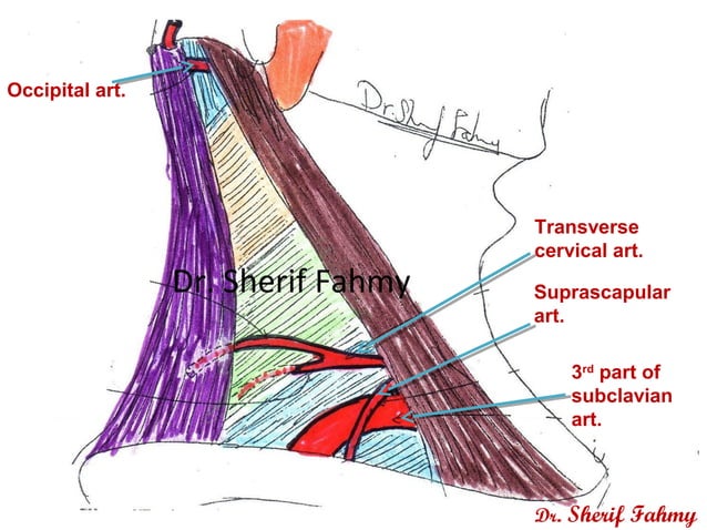 Cervical Fascia & Posterior Triangle (Anatomy of the Neck) | PPS