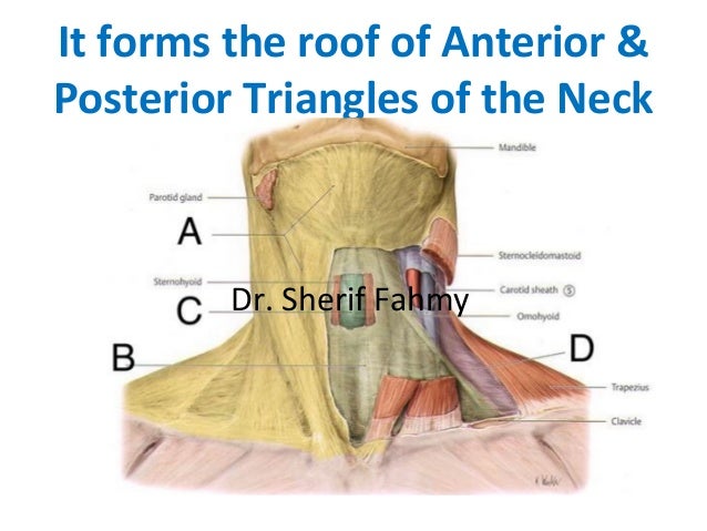 Cervical Fascia & Posterior Triangle (Anatomy of the Neck)