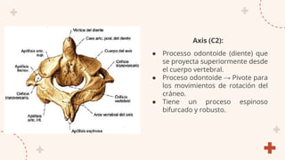 Cervicalgia (Sindrome de dolor cervical).pptx