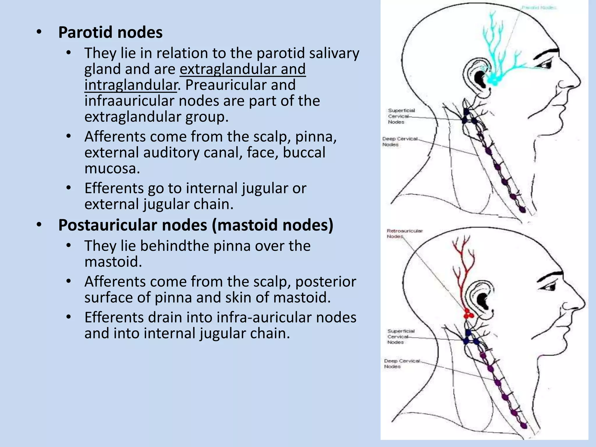 Cervical lymphadenopathy | PPTX