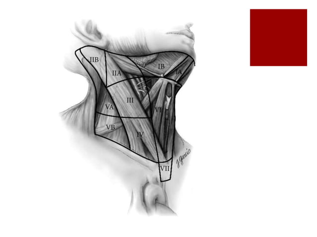 Cervical lymph nodes | PPTX