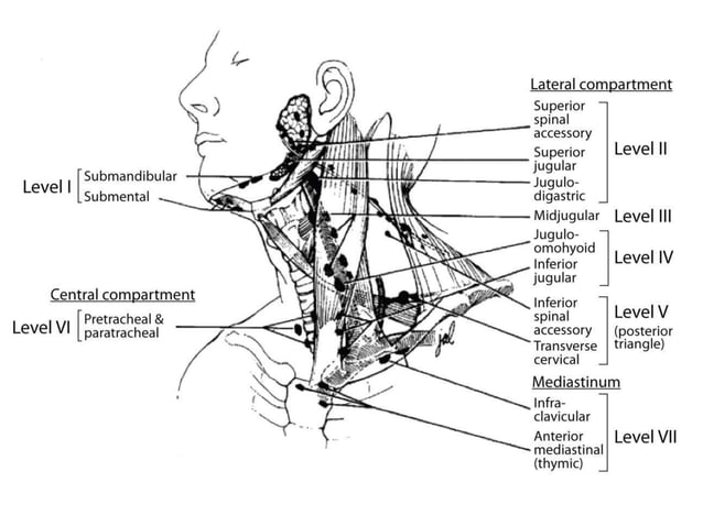 Cervical Lymph Nodes Ppt
