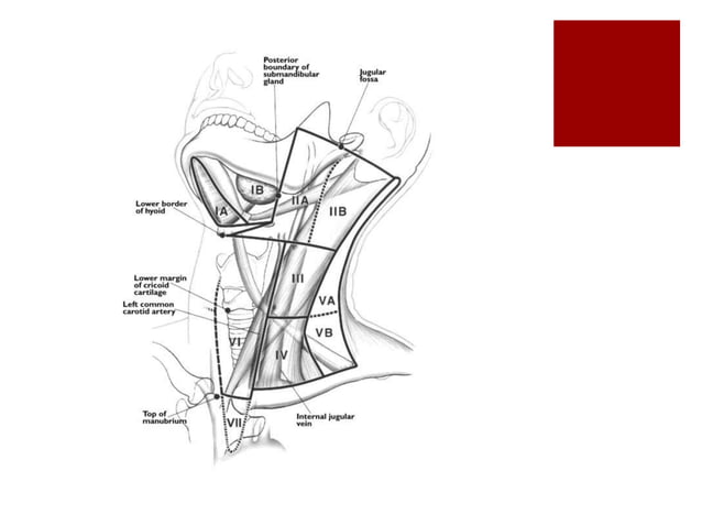 Cervical lymph nodes | PPTX
