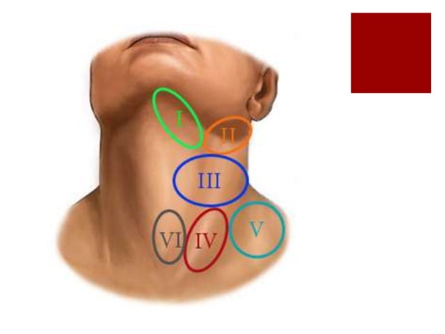 Cervical lymph nodes | PPTX