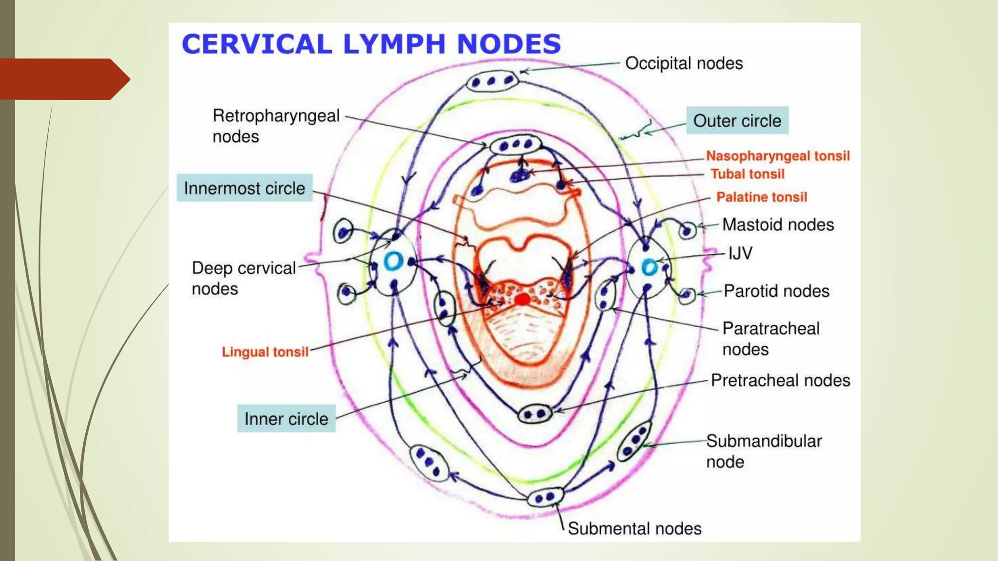 Cervical lymph nodes | PPTX