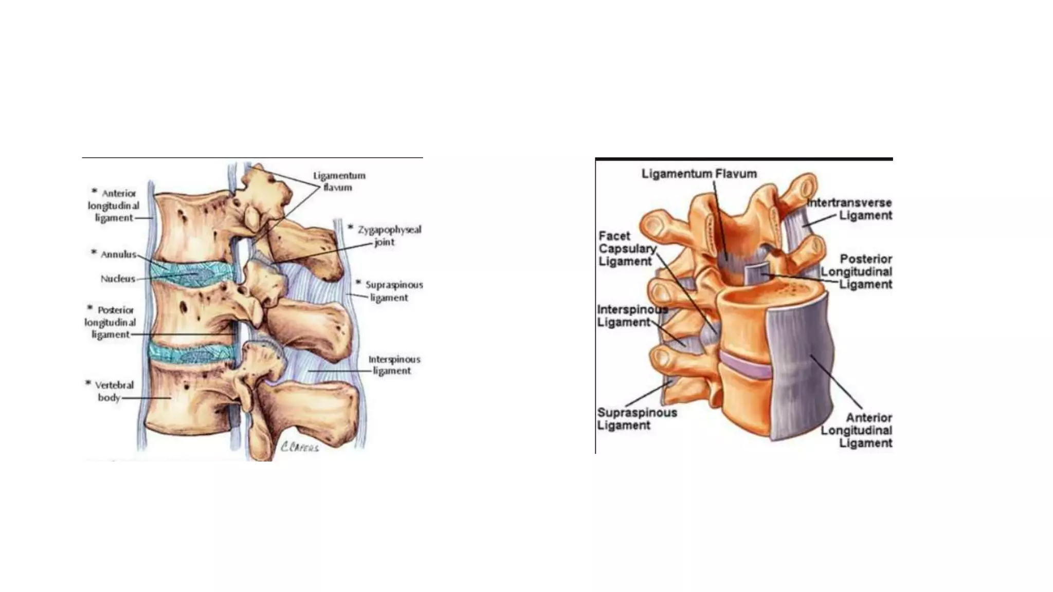 Cervical opll | PPTX