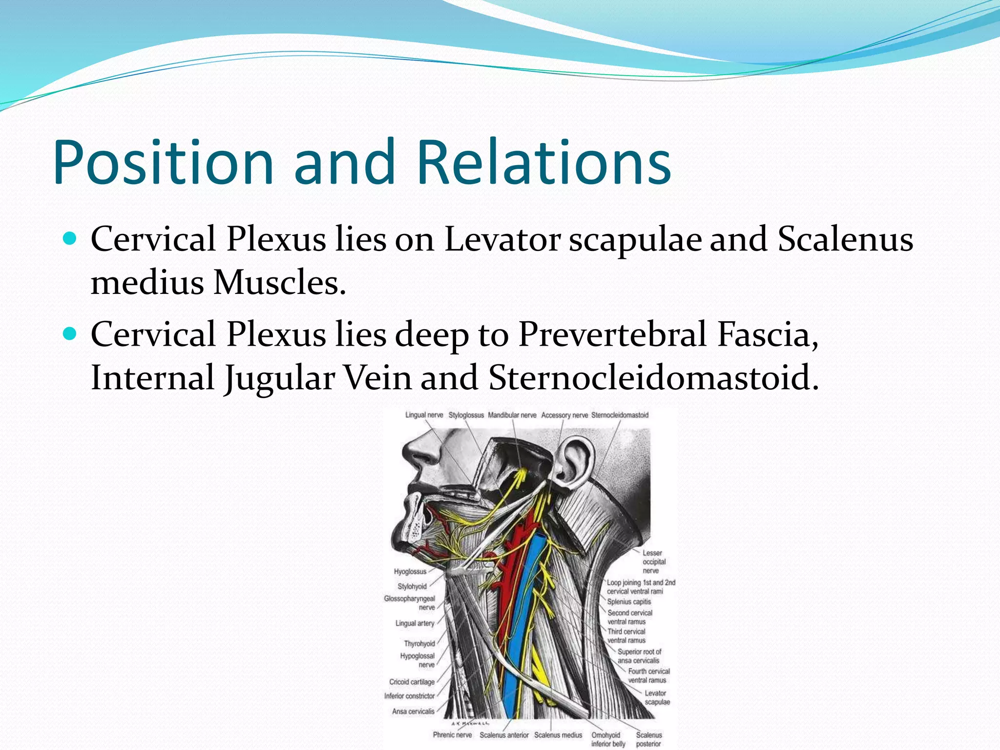 Cervical Plexus | PPTX