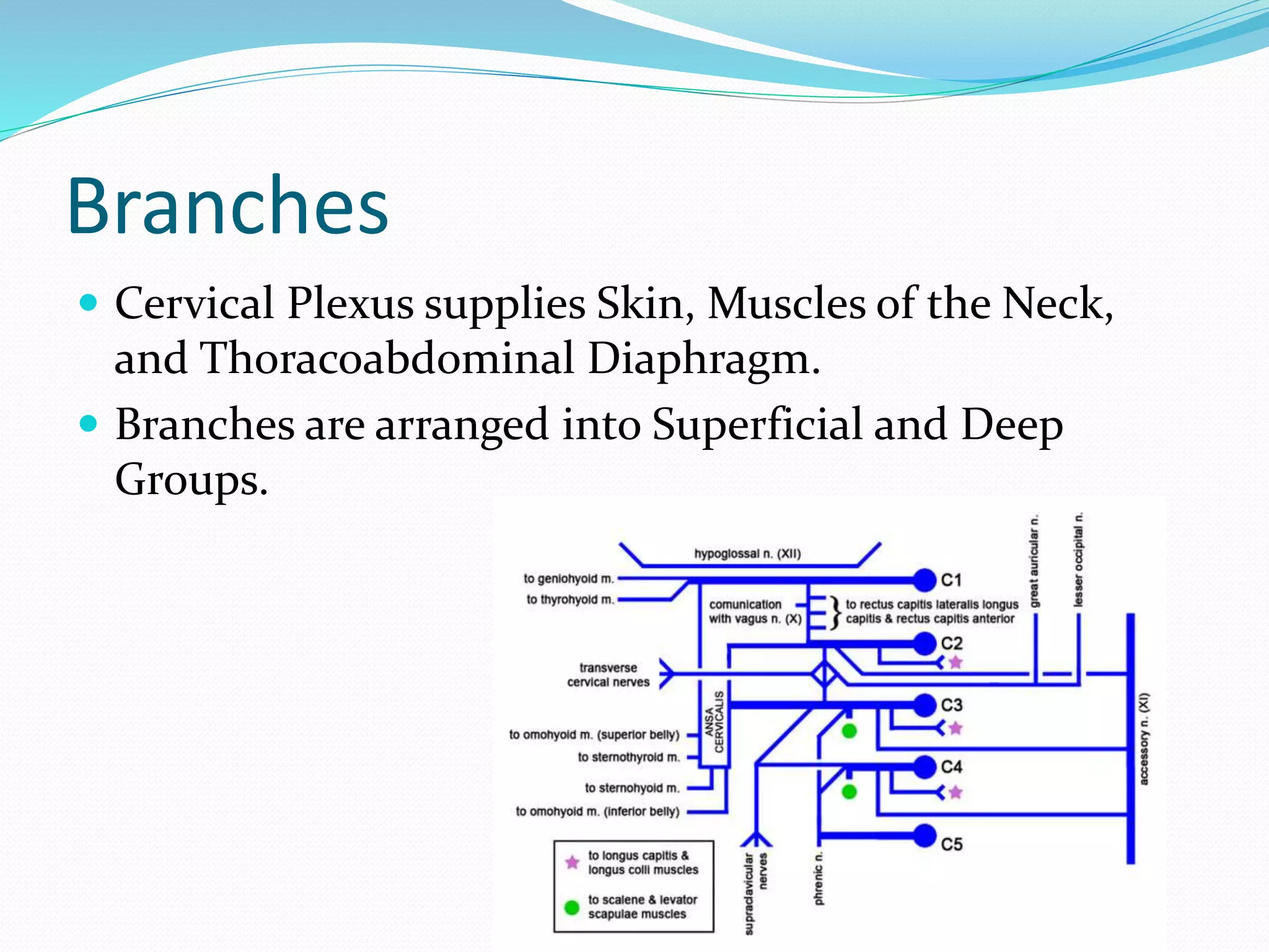Cervical Plexus | PPTX
