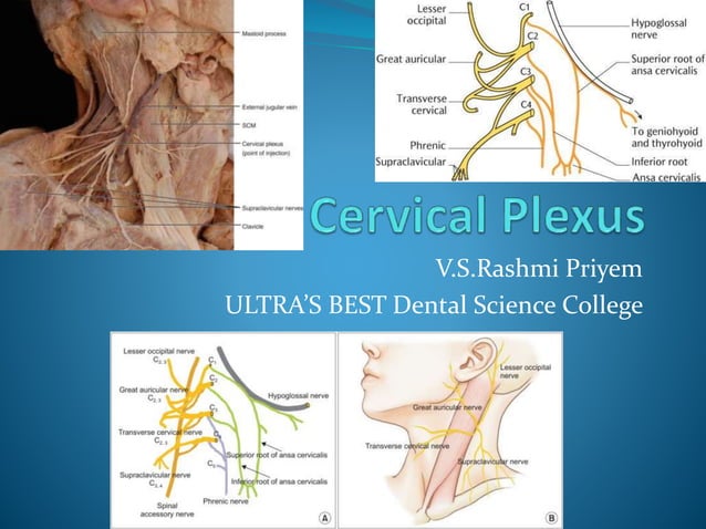 Cervical Plexus | PPTX