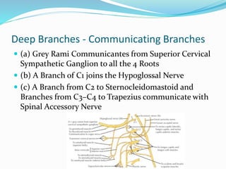 Cervical Plexus | PPTX