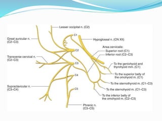 Cervical Plexus | PPTX