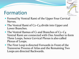 Cervical Plexus | PPTX