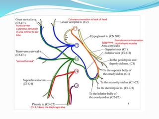 Cervical Plexus | PPTX