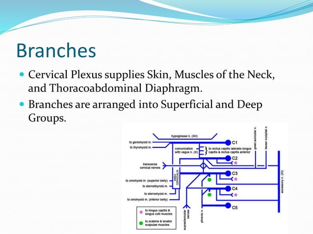 Cervical Plexus | PPTX