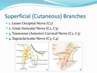 Cervical Plexus Cutaneous Branches