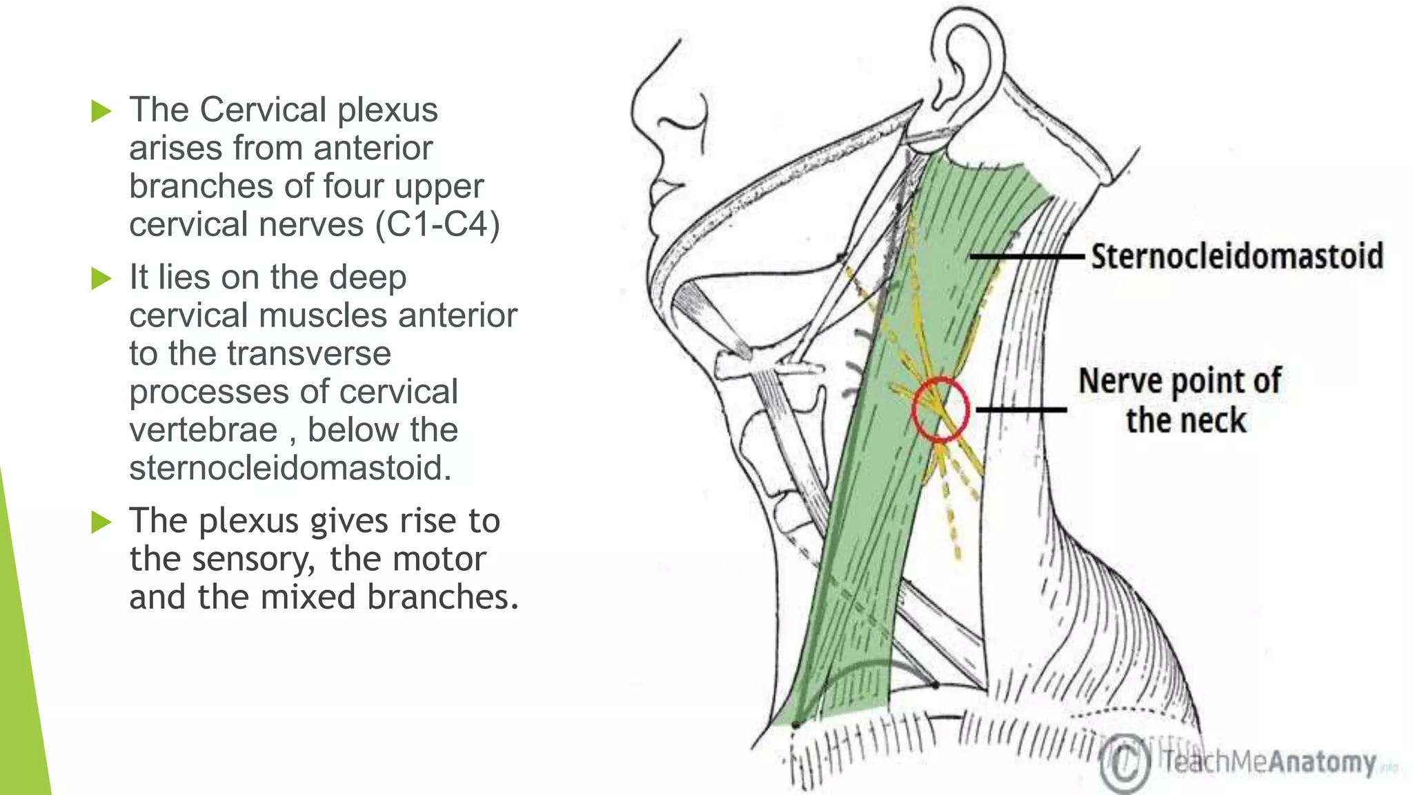 Cervical plexus | PPTX