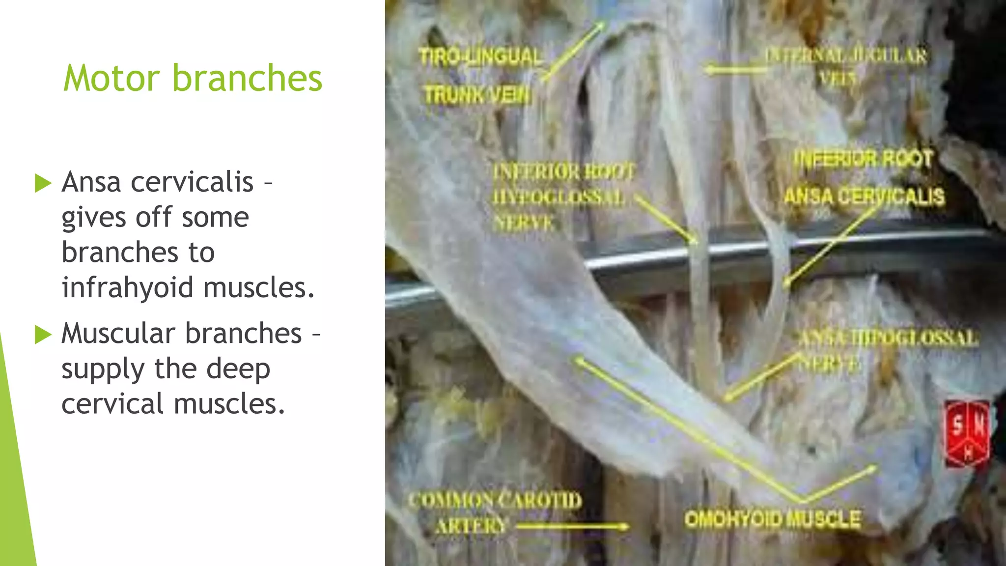 Cervical plexus | PPTX