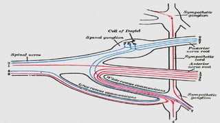 Cervical plexus | PPTX