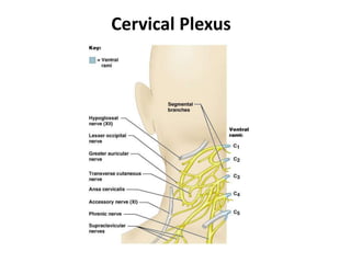 Cervical_Plexus.pptx
