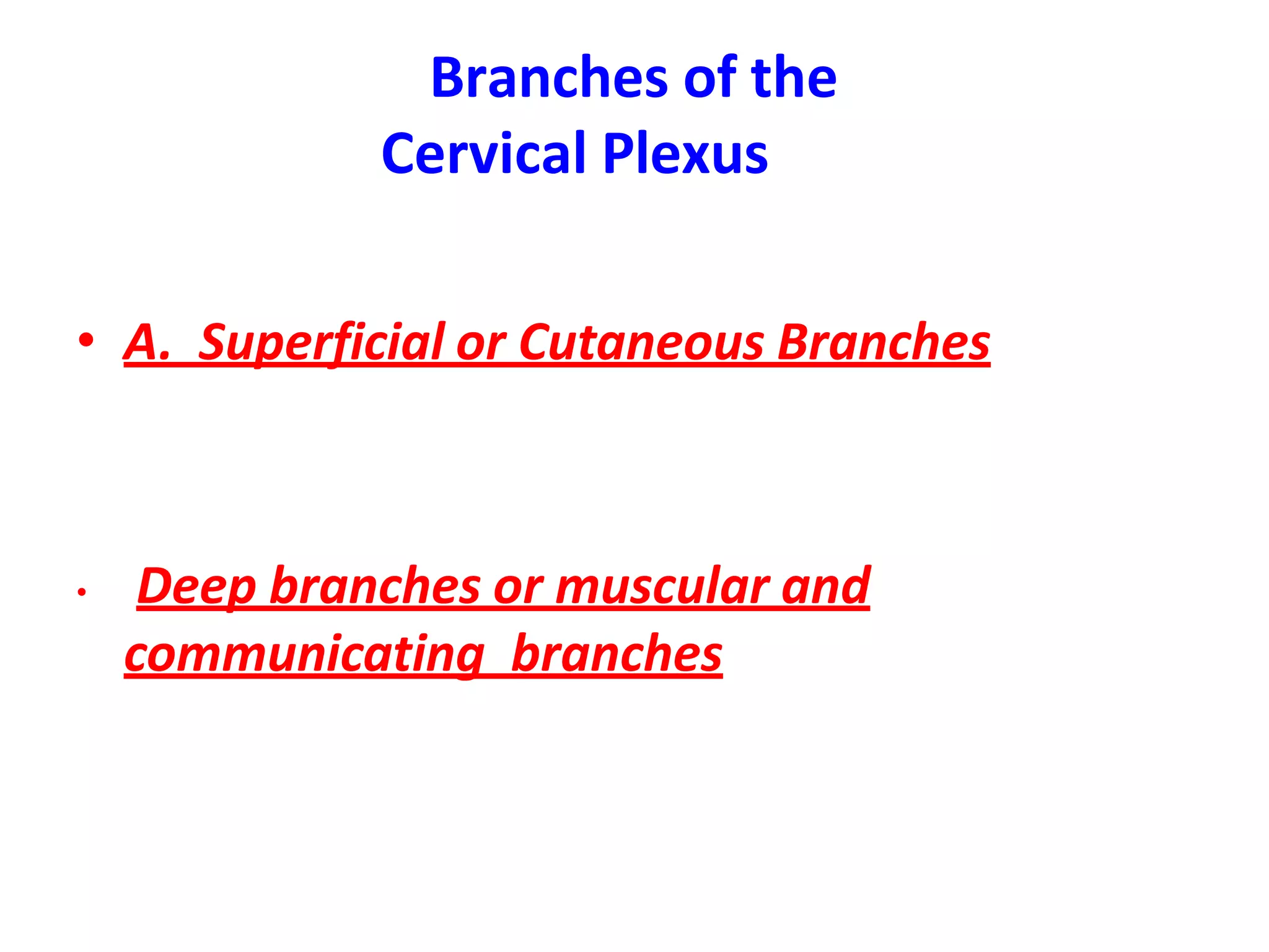 cervical plexus anatomy mbbs first year.pptx