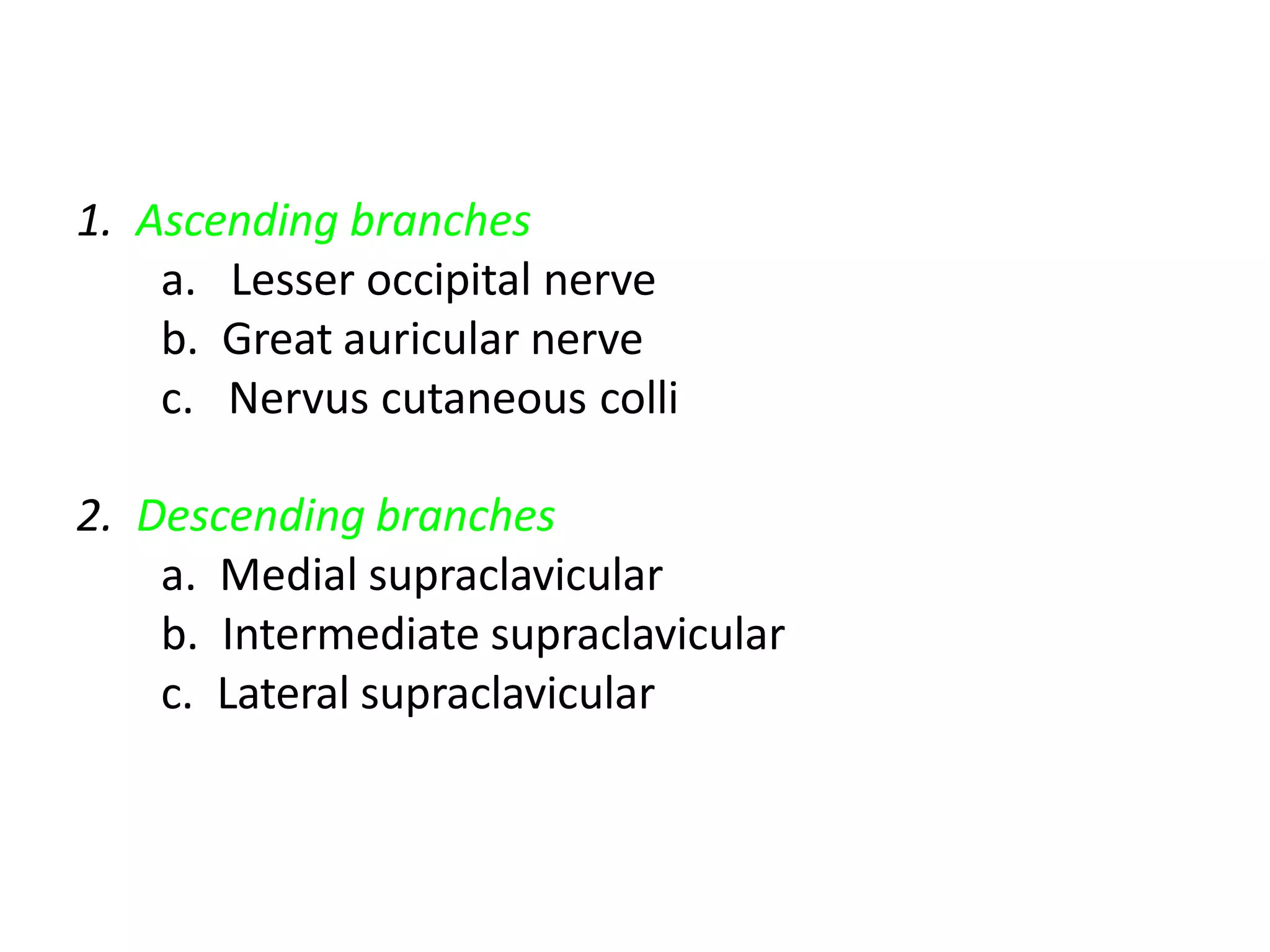 cervical plexus anatomy mbbs first year.pptx