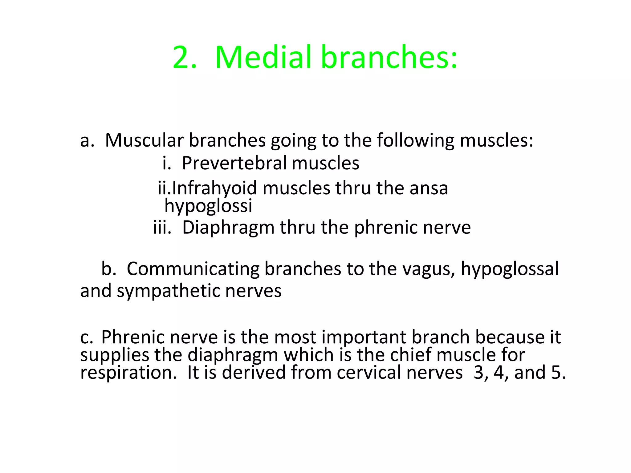 cervical plexus anatomy mbbs first year.pptx