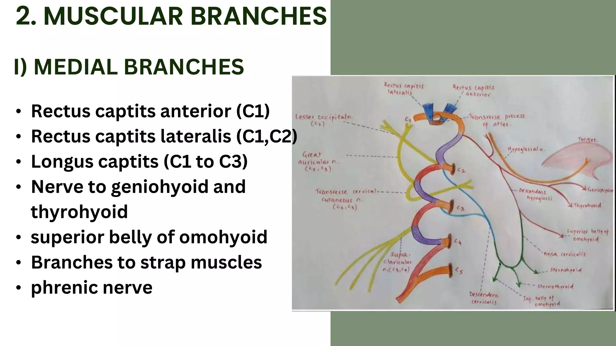 Cervicalplexus anatomy mbbs .final..pptx