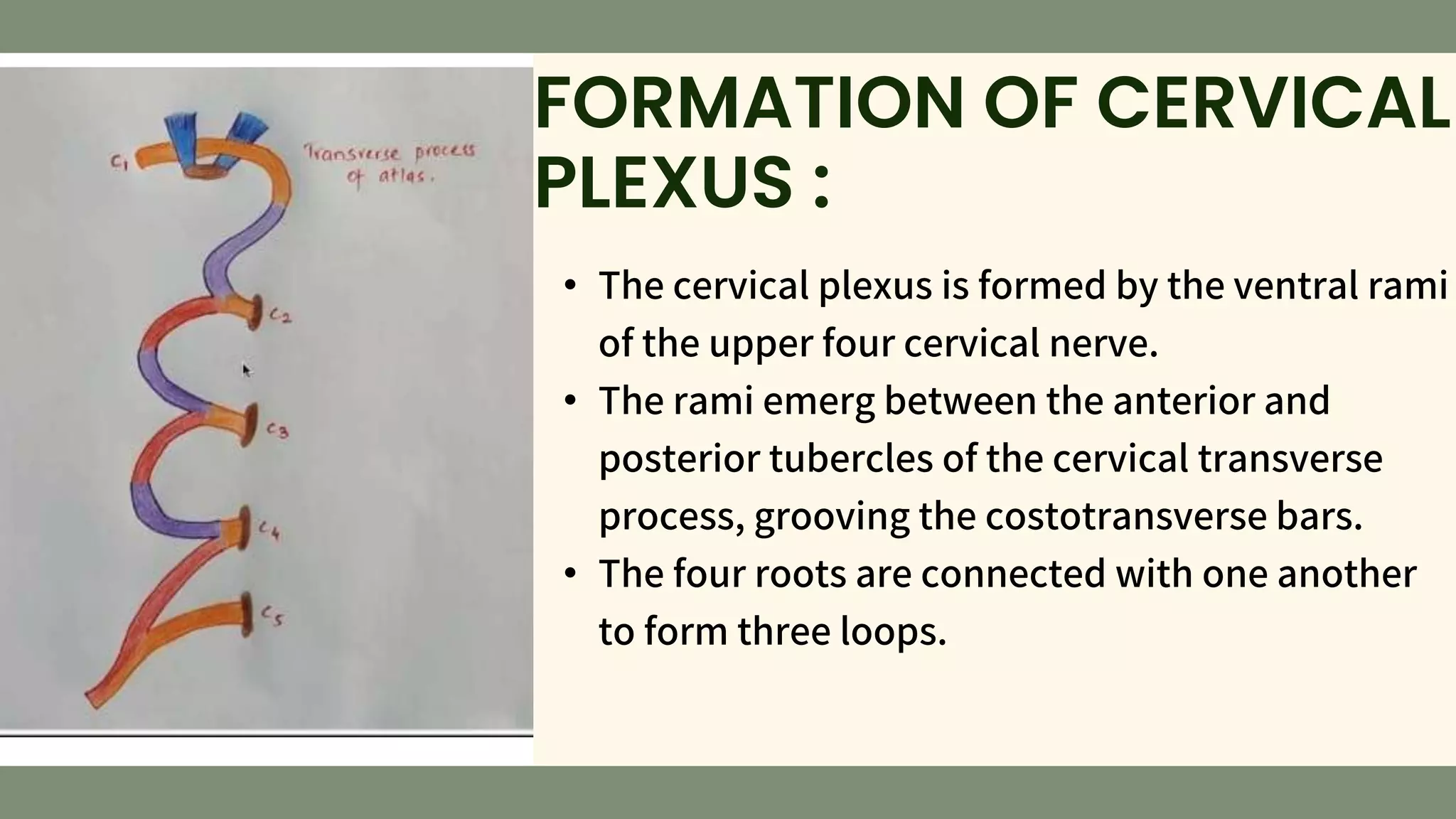 Cervicalplexus anatomy mbbs .final..pptx