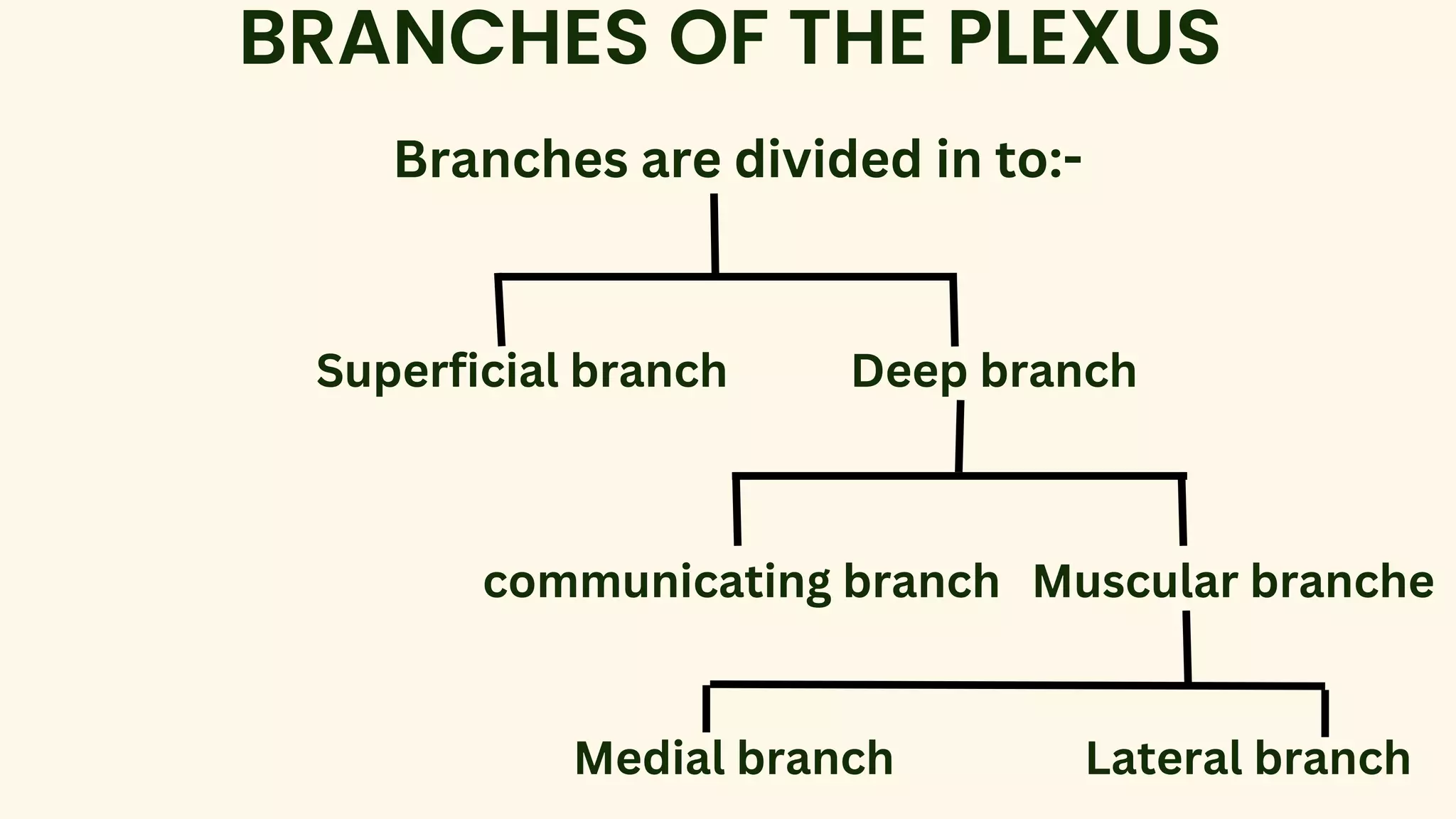 Cervicalplexus anatomy mbbs .final..pptx