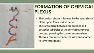 Cervicalplexus anatomy mbbs .final..pptx