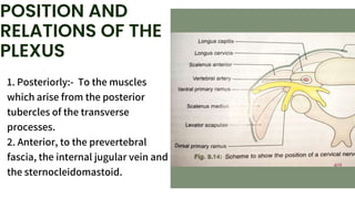 Cervicalplexus anatomy mbbs .final..pptx