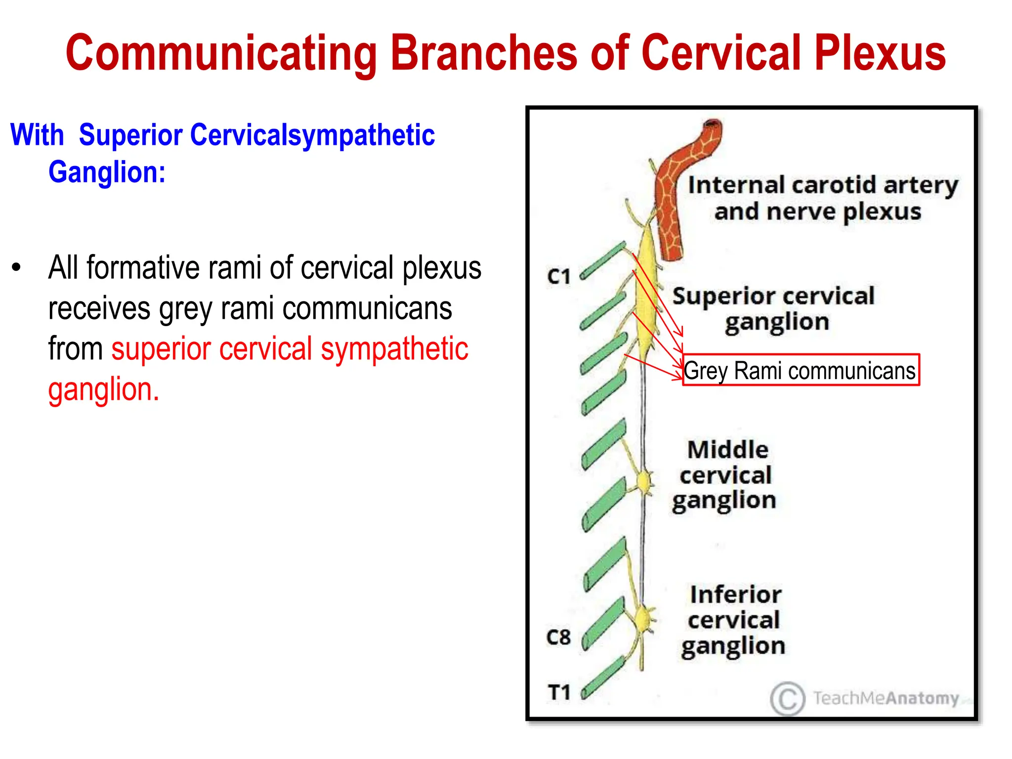 cervical _plexus.pptx