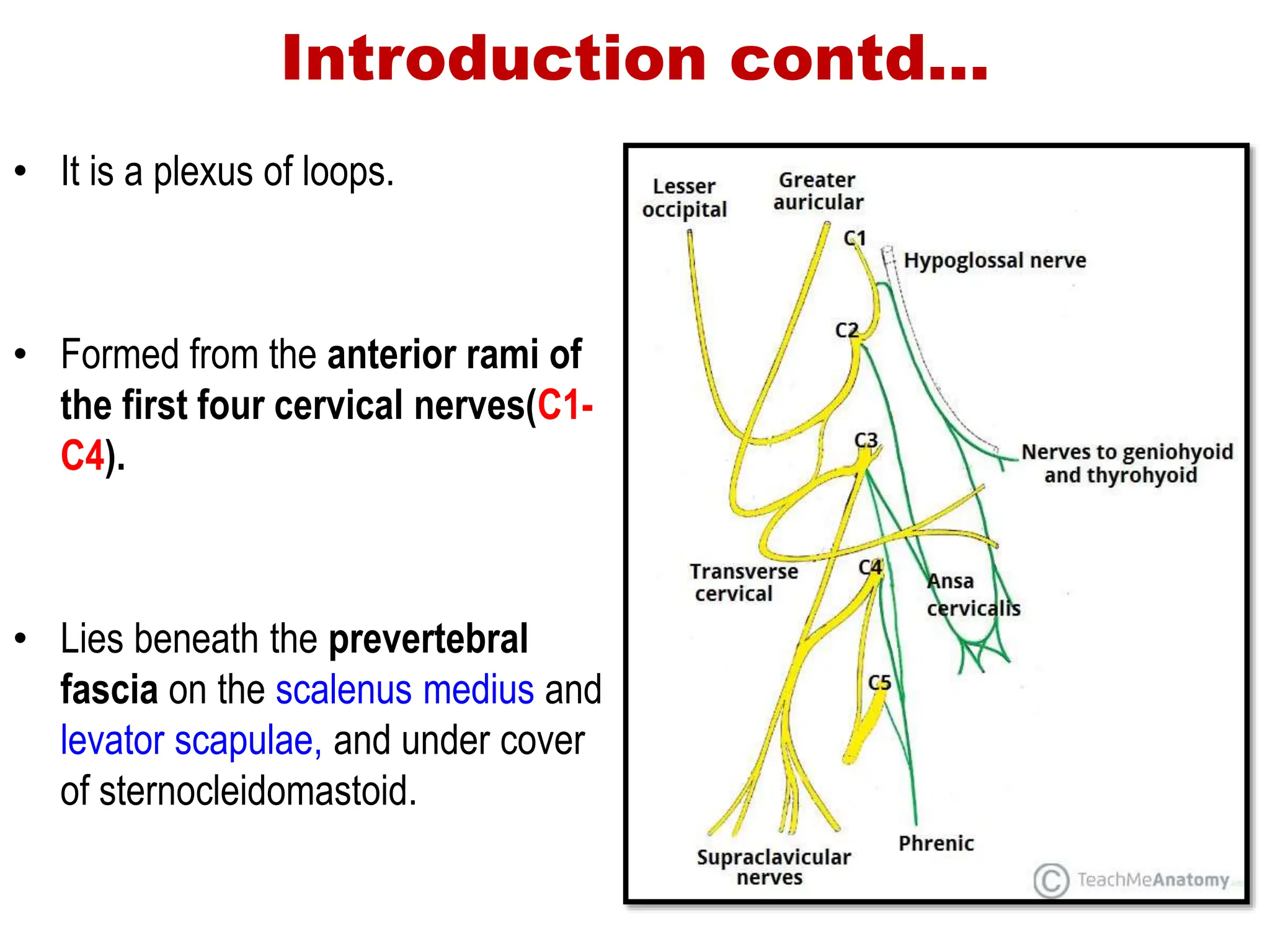 cervical _plexus.pptx