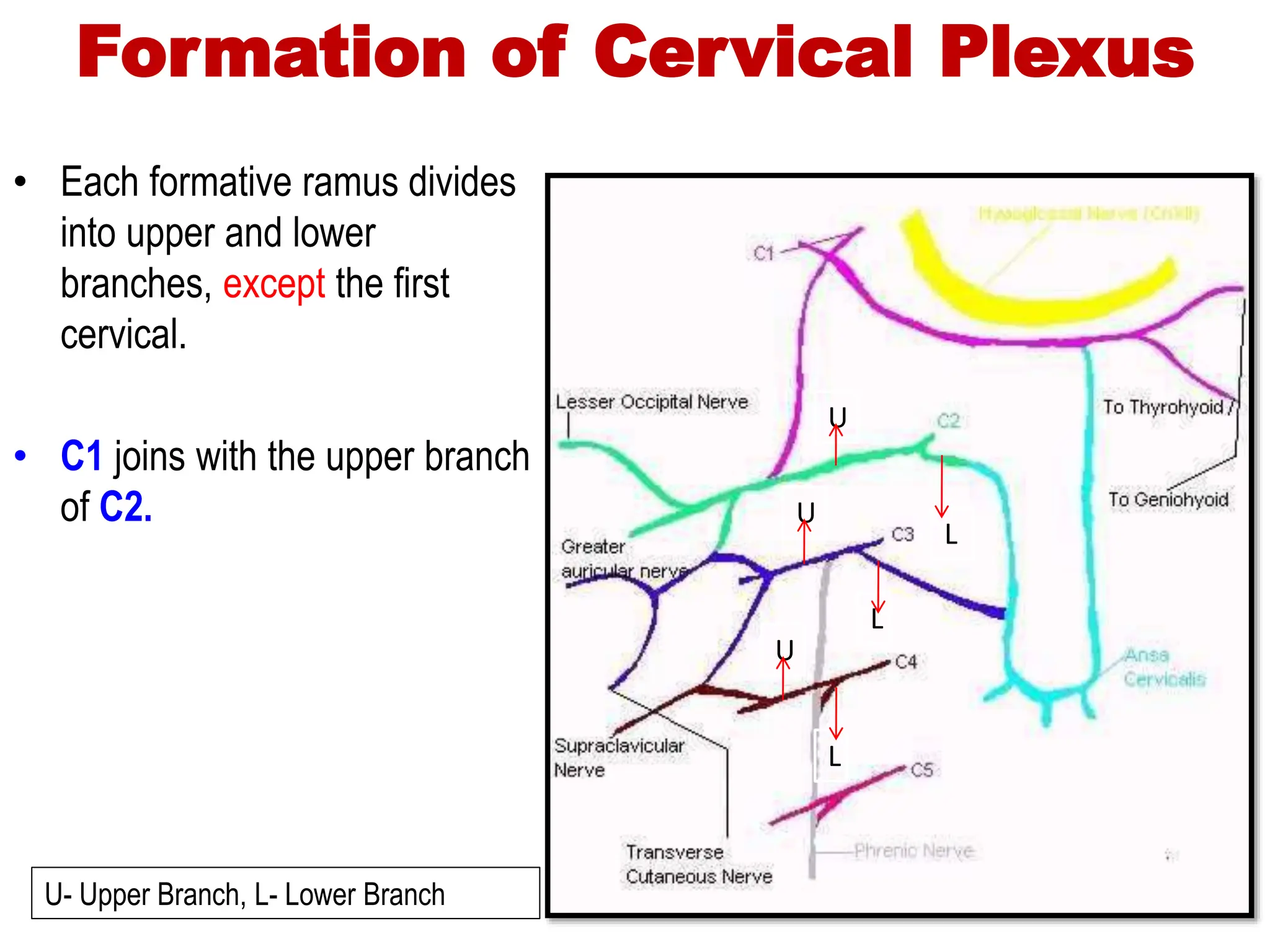 cervical _plexus.pptx
