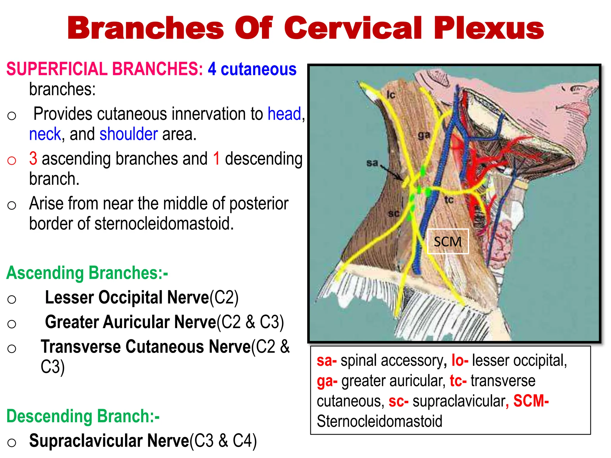 cervical _plexus.pptx | Death, Injury, or Military Conflict | Sensitive ...