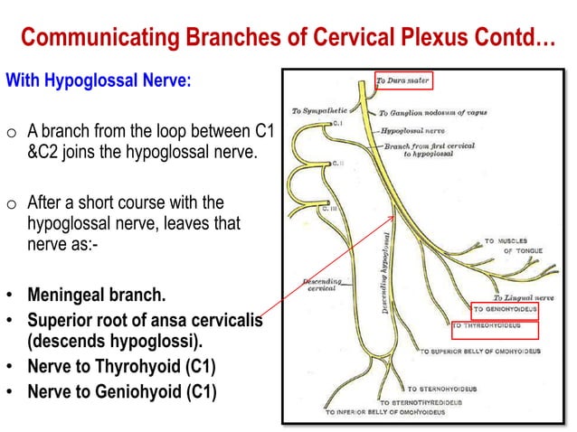 cervical _plexus.pptx