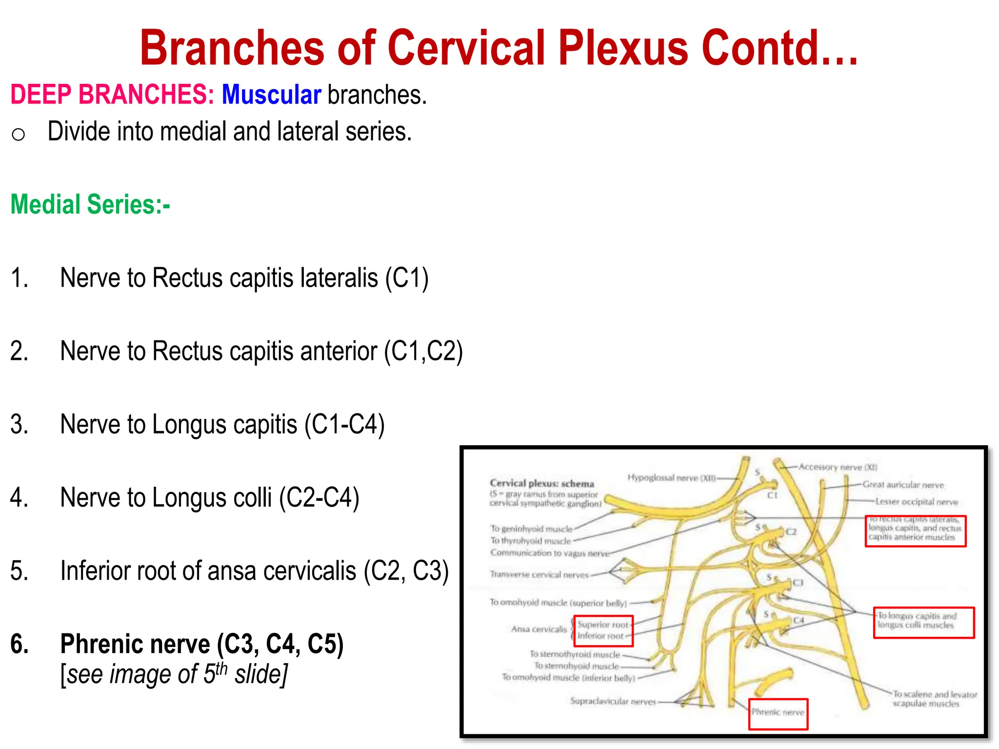cervical _plexus.pptx