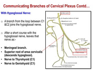 cervical _plexus.pptx