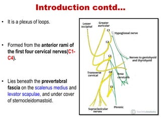 cervical _plexus.pptx