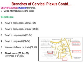 cervical _plexus.pptx