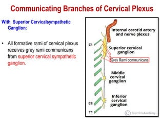 cervical _plexus.pptx